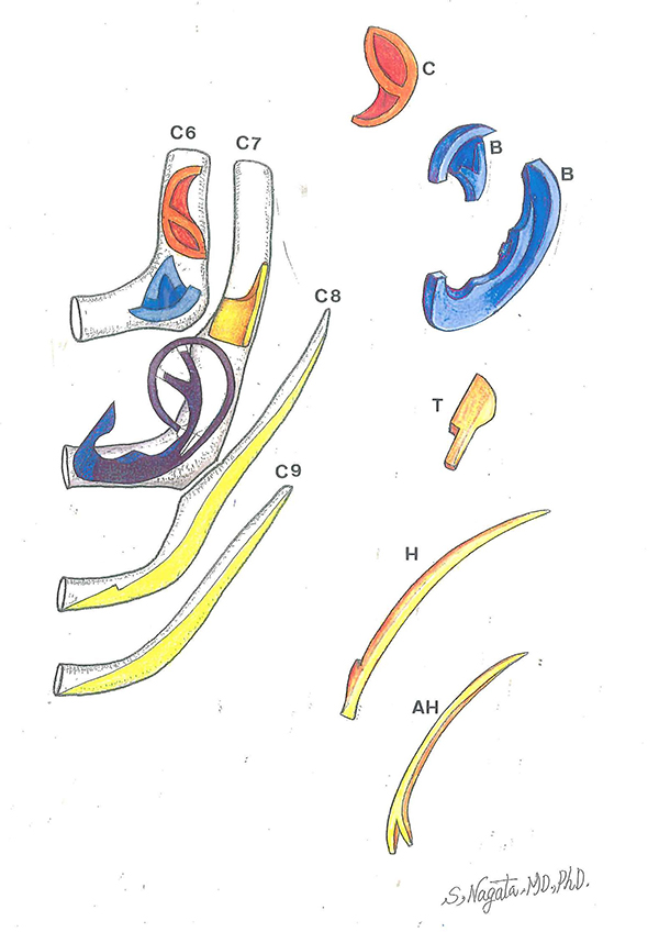 Auricular Reconstruction Nagata Method｜Nagata Microtia and ...